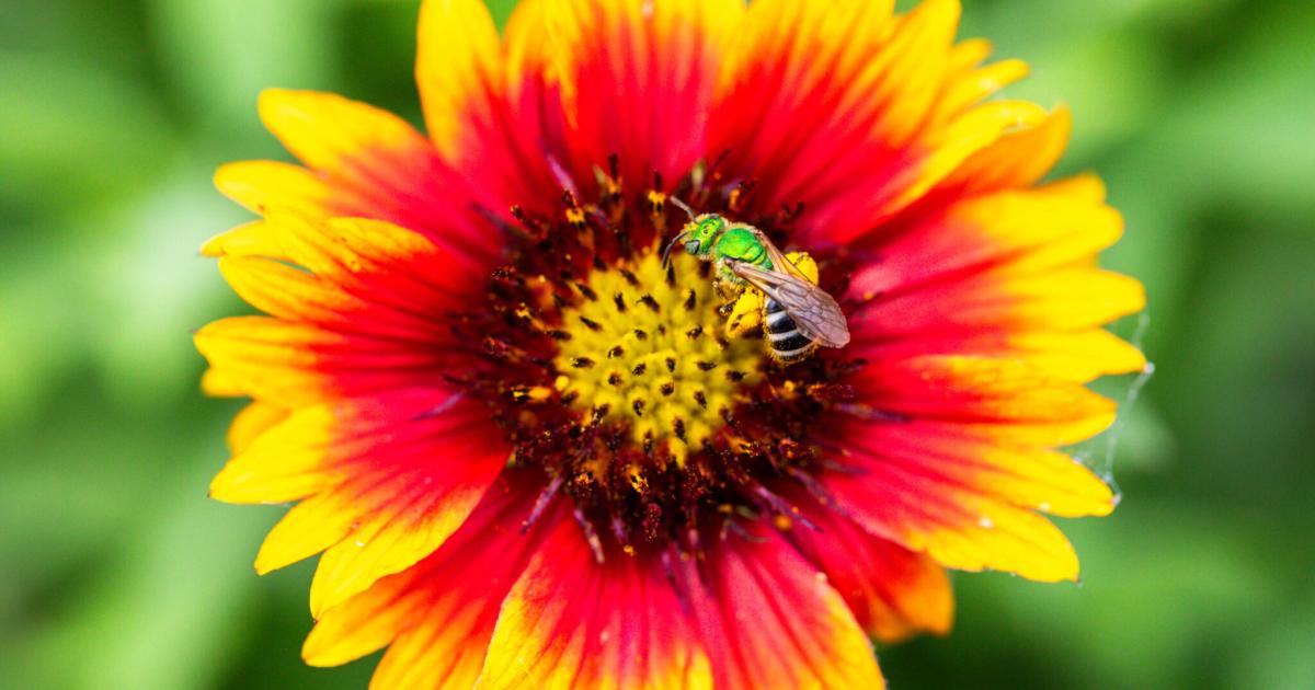 Guided Nature Walk: Meet the Pollinators! | MemphisTravel.com