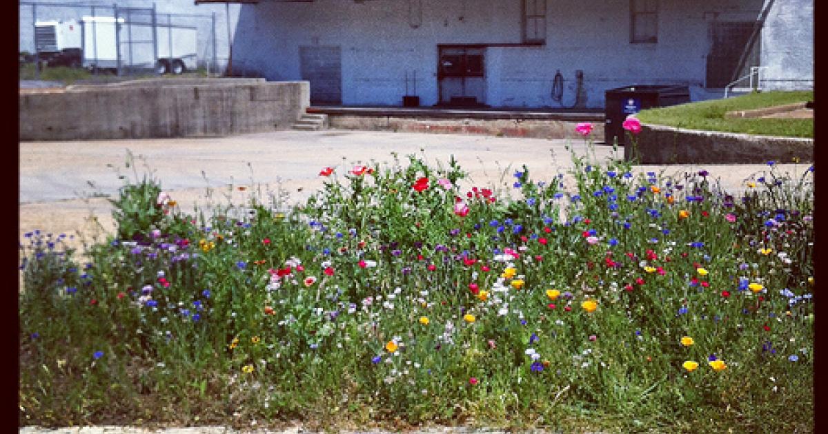 Random Wildflower Garden of the Week | I Love Memphis
